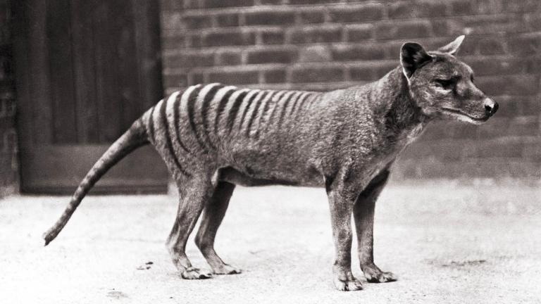 Tasmanian wolf at the door
