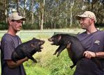 Tasmanian wolf at the door – Strange Reality blog