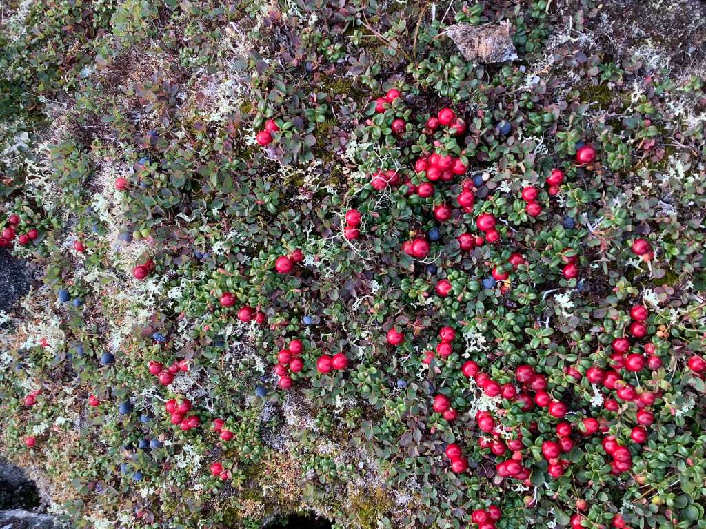 Créatures mythiques du Québec – Strange reality blog